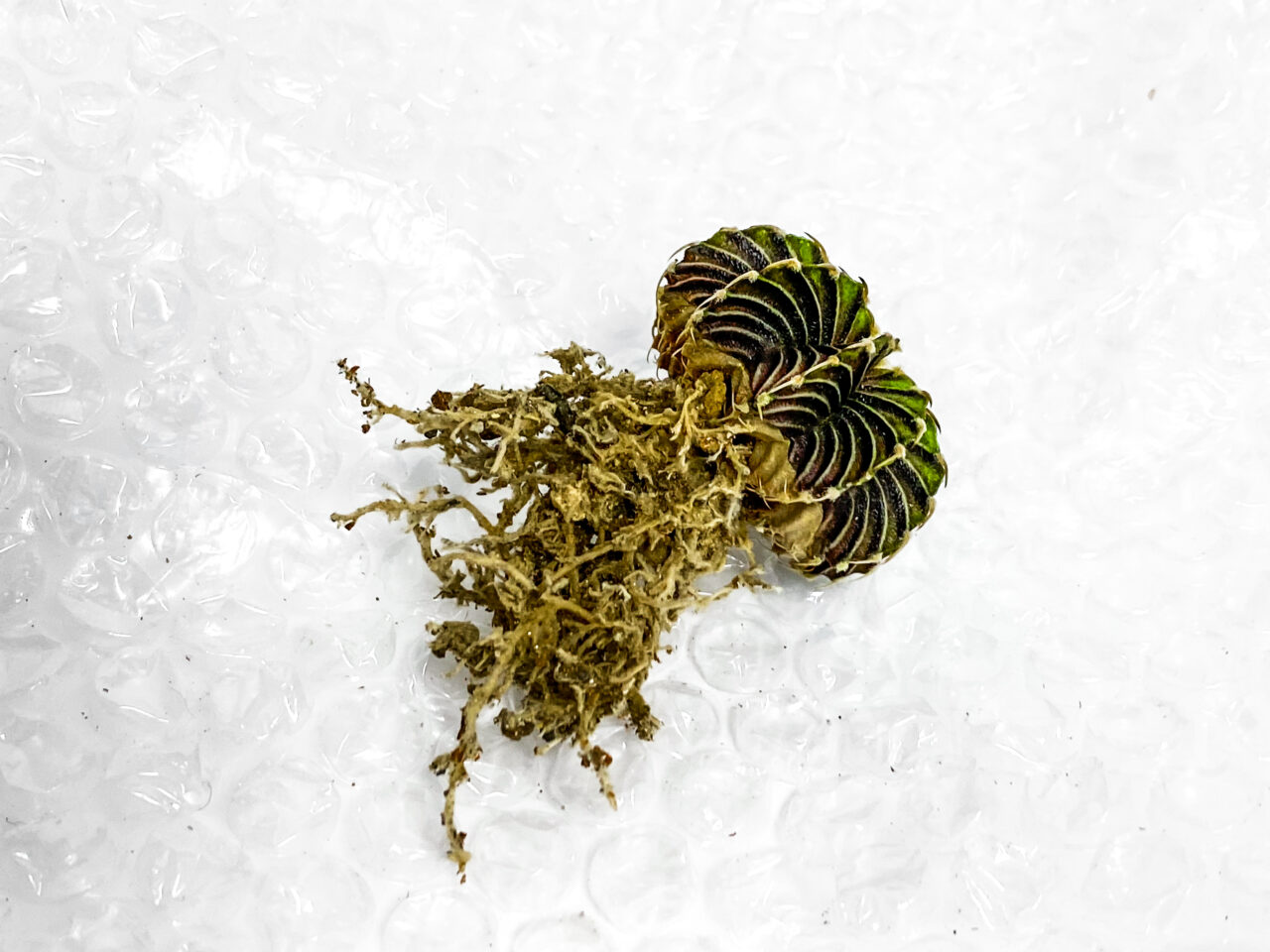 ギムノカリキウム属のサボテン・LB2178をStandard Productsの鉢に植え替えたッ！！ | もすレコ。