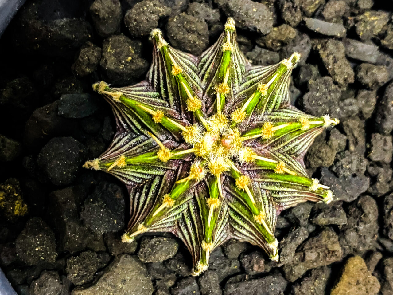 ギムノカリキウム属のサボテン・LB2178をStandard Productsの鉢に植え替えたッ！！ | もすレコ。