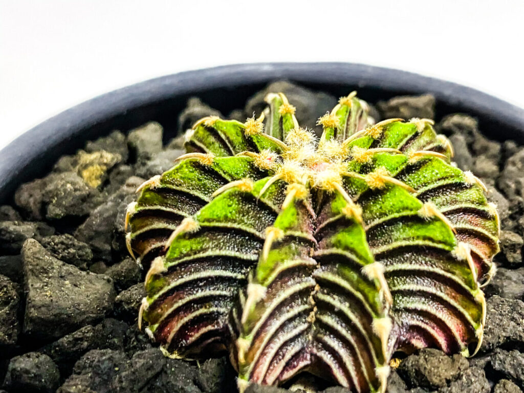 ギムノカリキウム属のサボテン・LB2178をStandard Productsの鉢に植え替えたッ！！ | もすレコ。